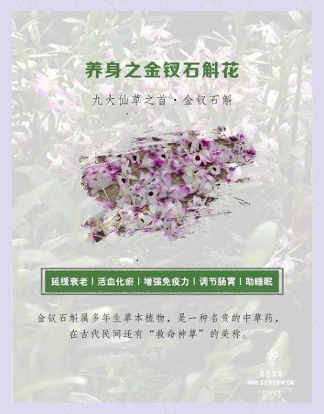 金钗石斛花有什么功效_金钗石斛花怎么吃效果最好-第2张图片-山城妙识 金钗石斛花有什么功效_金钗石斛花怎么吃效果最好-第2张图片-山城妙识