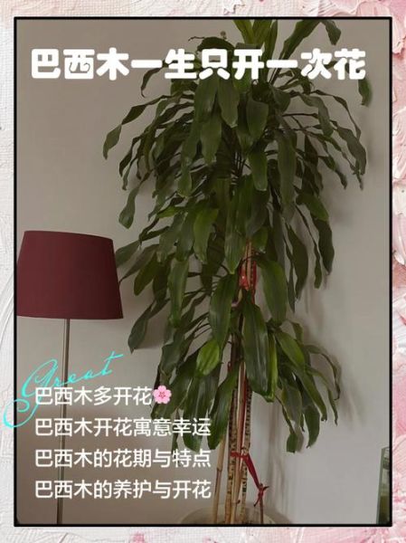 巴西木开花图片_巴西木多久开花一次-第2张图片-山城妙识