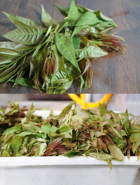 鲜香椿芽怎么保存_鲜香椿芽能放多久-第1张图片-山城妙识 鲜香椿芽怎么保存_鲜香椿芽能放多久-第1张图片-山城妙识