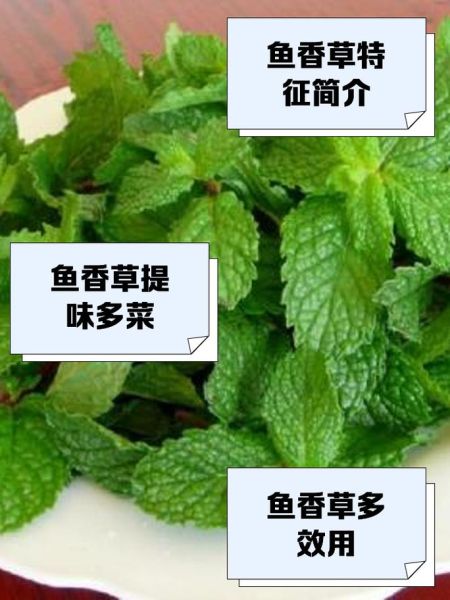 鱼香草的功效与作用_鱼香草怎么吃效果最好-第1张图片-山城妙识