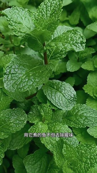 鱼香草的功效与作用_鱼香草怎么吃效果最好-第3张图片-山城妙识