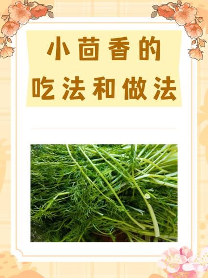 小茴香怎么吃效果好_小茴香怎么吃好-第1张图片-山城妙识