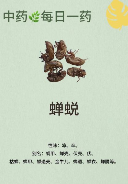 蝉蜕的功效与作用_蝉蜕用量是多少-第1张图片-山城妙识