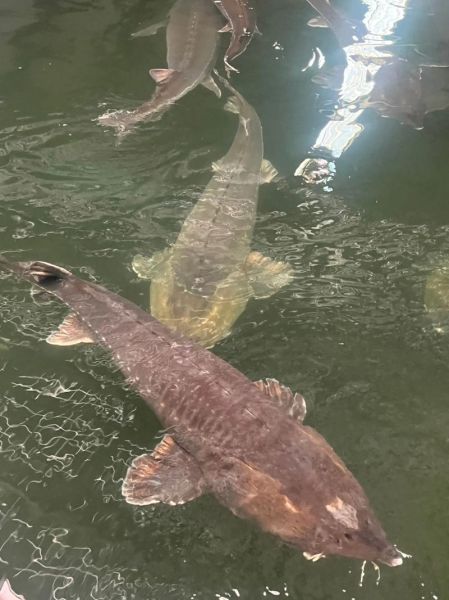 鲟鱼养殖基地在哪里_鲟鱼养殖需要什么条件-第2张图片-山城妙识 鲟鱼养殖基地在哪里_鲟鱼养殖需要什么条件-第2张图片-山城妙识