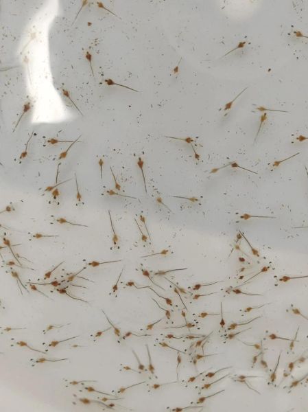 观赏虾怎么养_观赏虾品种推荐-第1张图片-山城妙识