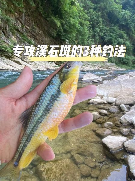 一斤重的溪石斑多少钱_溪石斑怎么做好吃-第1张图片-山城妙识