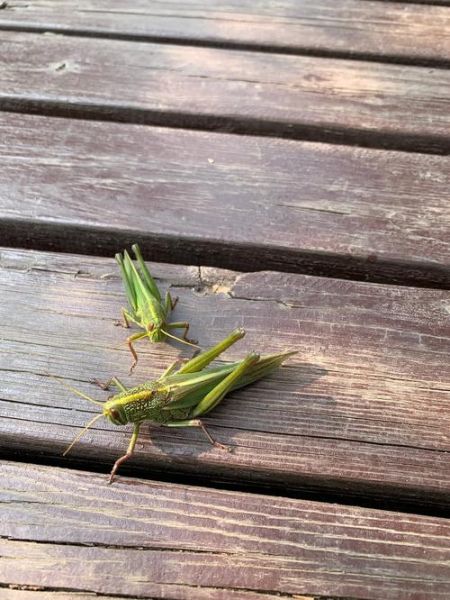 蝗虫图片大全大图_高清特写怎么拍-第2张图片-山城妙识