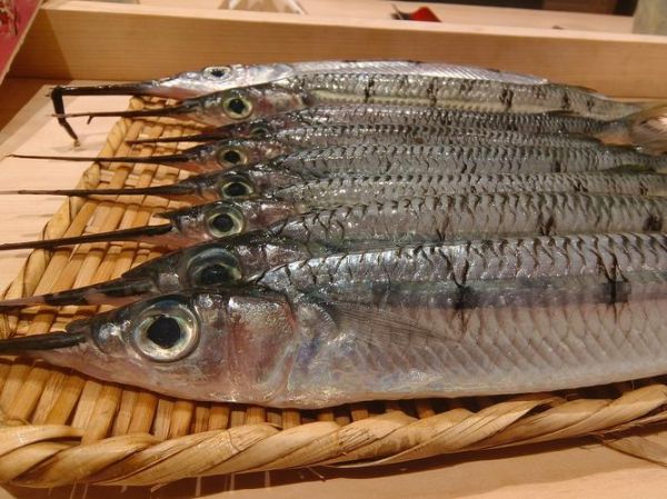 针鱼长什么样_针鱼图片大全在哪看-第3张图片-山城妙识