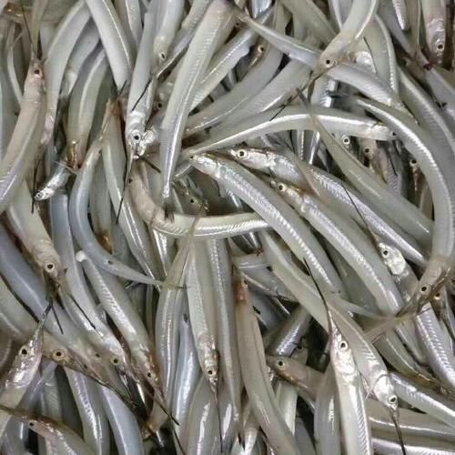 针鱼长什么样_针鱼图片大全在哪看-第2张图片-山城妙识