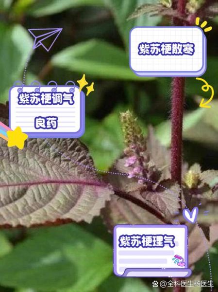 紫苏梗的功效与作用_紫苏梗主治什么病-第1张图片-山城妙识