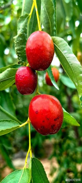 金丝小枣是哪里的特产_金丝小枣产地在哪里-第1张图片-山城妙识