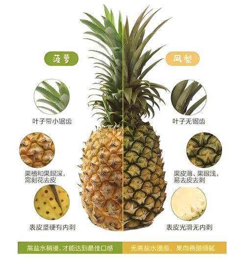 菠萝和凤梨的区别_菠萝又叫凤梨吗-第1张图片-山城妙识