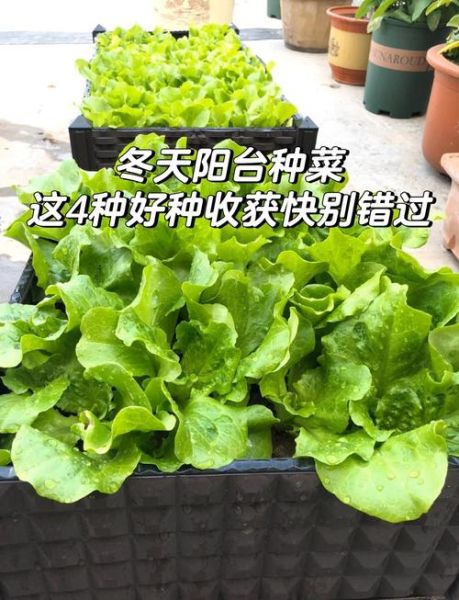 冬天适合种什么蔬菜_冬天阳台种菜推荐-第1张图片-山城妙识