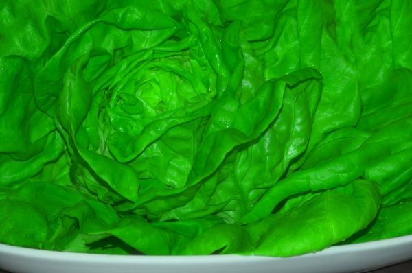 海白菜图片大全_海白菜长什么样-第2张图片-山城妙识 海白菜图片大全_海白菜长什么样-第2张图片-山城妙识