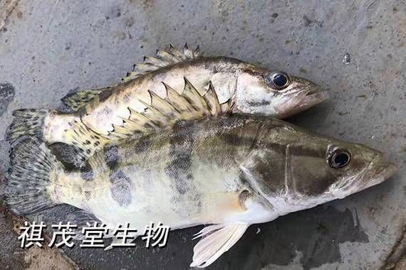 鳜鱼养殖视频_鳜鱼养殖技术-第3张图片-山城妙识