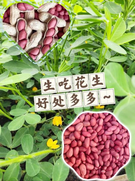 吃生花生可以减肥吗_生花生减肥真相-第3张图片-山城妙识