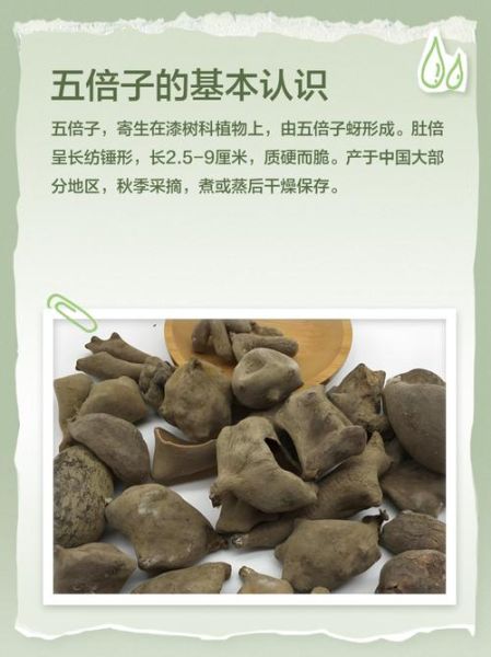 五倍子功效与作用_五倍子怎么吃-第3张图片-山城妙识
