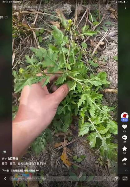 水荠菜长什么样_如何辨别真假水荠菜-第1张图片-山城妙识