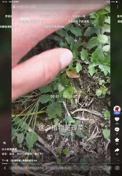 水荠菜长什么样_如何辨别真假水荠菜-第2张图片-山城妙识