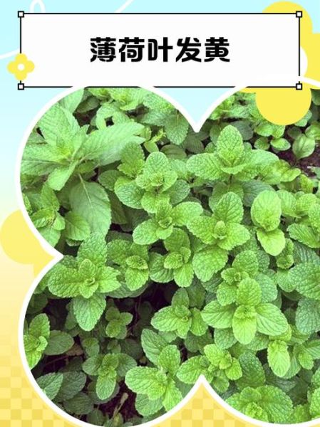薄荷叶子发黄怎么回事_薄荷叶子发黄怎么补救-第3张图片-山城妙识