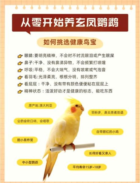 玄凤鹦鹉多少钱一只_价格区间与选购指南-第1张图片-山城妙识