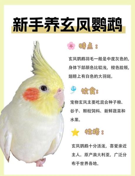 玄凤鹦鹉多少钱一只_价格区间与选购指南-第2张图片-山城妙识