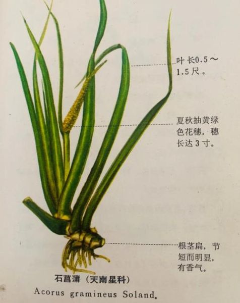 石菖蒲的功效与作用_石菖蒲主治哪些病-第3张图片-山城妙识