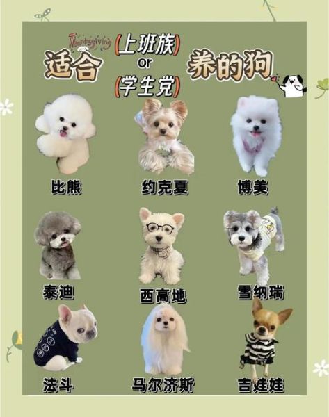 养什么狗最省心_适合上班族的低维护犬种-第2张图片-山城妙识