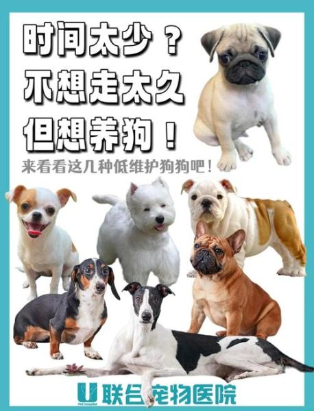 养什么狗最省心_适合上班族的低维护犬种-第1张图片-山城妙识