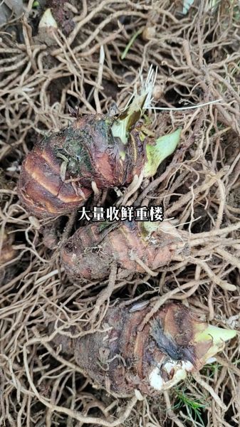 重楼多少钱一斤_重楼价格行情-第2张图片-山城妙识