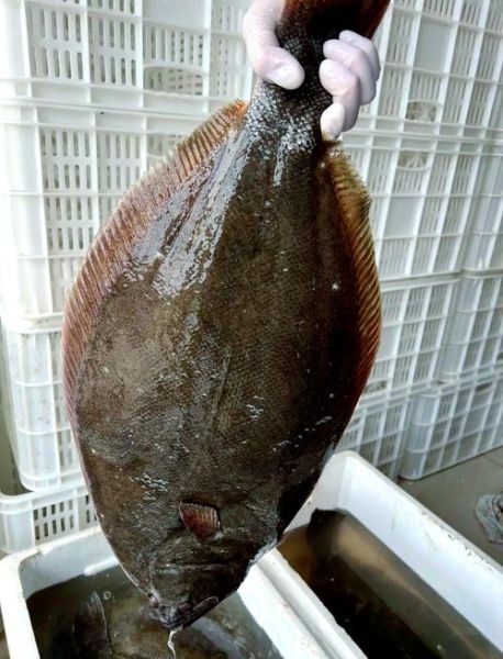 鸦片鱼是深海鱼吗_鸦片鱼生活在多少米深的海底-第1张图片-山城妙识