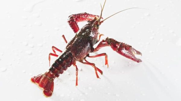 龙虾图片高清_如何挑选鲜活龙虾-第3张图片-山城妙识