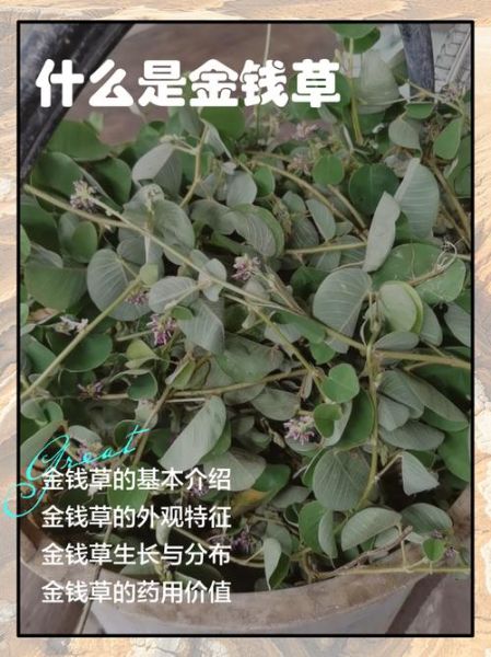 金钱草副作用_金钱草禁忌人群-第2张图片-山城妙识