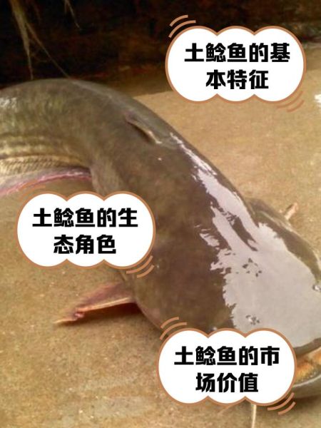 鲶鱼分类图片大全_常见鲶鱼种类有哪些-第1张图片-山城妙识