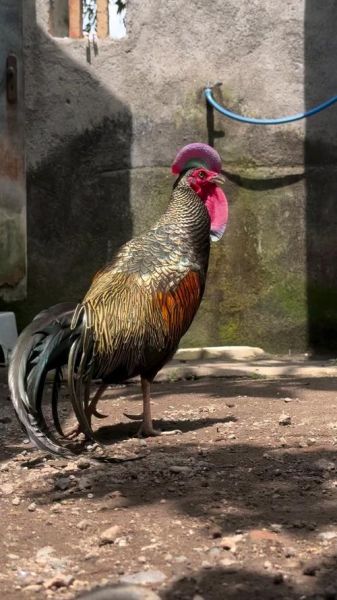 十大观赏鸡品种图片_哪些适合家庭饲养-第2张图片-山城妙识 十大观赏鸡品种图片_哪些适合家庭饲养-第2张图片-山城妙识