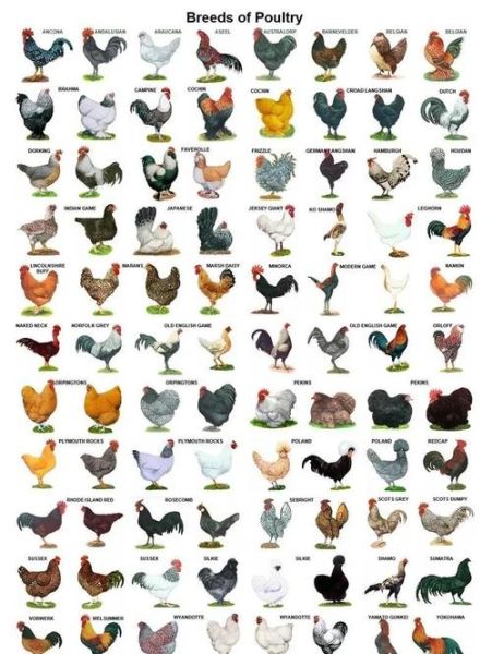 十大观赏鸡品种图片_哪些适合家庭饲养-第1张图片-山城妙识 十大观赏鸡品种图片_哪些适合家庭饲养-第1张图片-山城妙识