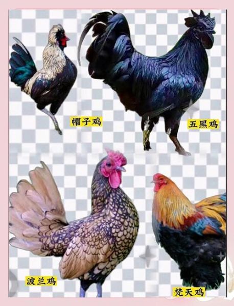 十大观赏鸡品种图片_哪些适合家庭饲养-第3张图片-山城妙识 十大观赏鸡品种图片_哪些适合家庭饲养-第3张图片-山城妙识