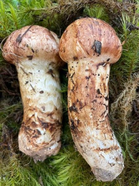 黑松茸长什么样_黑松茸真假怎么分辨-第2张图片-山城妙识