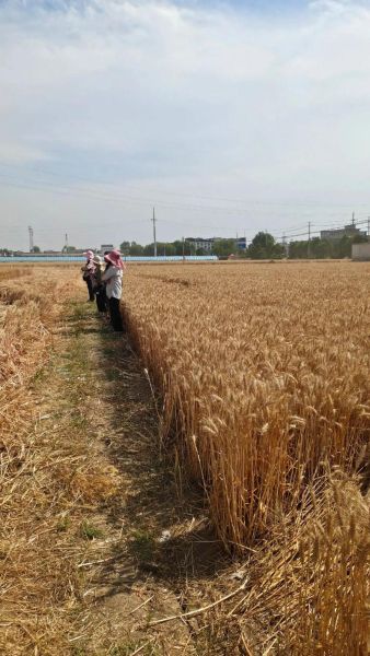 蚂蚁庄园麦子怎么获得_麦子有什么用-第1张图片-山城妙识 蚂蚁庄园麦子怎么获得_麦子有什么用-第1张图片-山城妙识