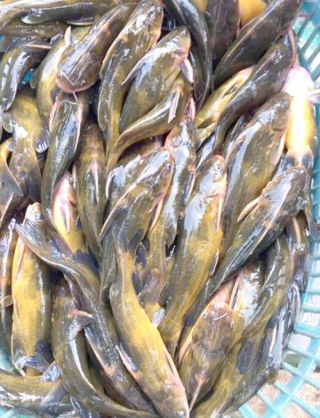 黄颡鱼的营养价值及功效_孕妇能吃吗-第3张图片-山城妙识