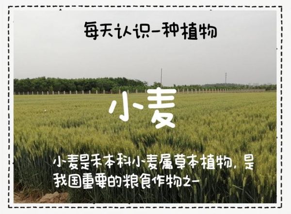 蚂蚁庄园麦子怎么获得_麦子有什么用-第3张图片-山城妙识 蚂蚁庄园麦子怎么获得_麦子有什么用-第3张图片-山城妙识