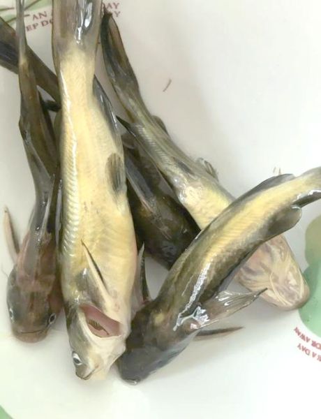 黄颡鱼的营养价值及功效_孕妇能吃吗-第2张图片-山城妙识