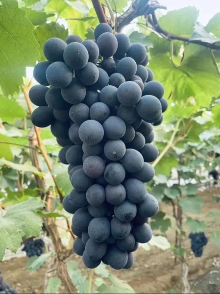 夏黑葡萄皮可以吃吗_夏黑葡萄皮的功效与作用-第3张图片-山城妙识