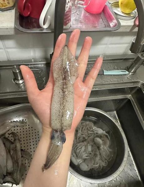 海兔子怎么清洗_海兔子清洗视频教程-第2张图片-山城妙识