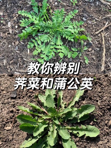 芥菜有几种_芥菜品种分类大全-第3张图片-山城妙识