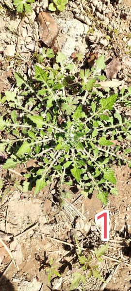 芥菜有几种_芥菜品种分类大全-第2张图片-山城妙识