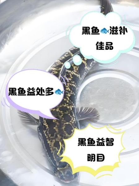 黑鱼为什么叫鬼鱼_黑鱼是鬼的由来-第3张图片-山城妙识