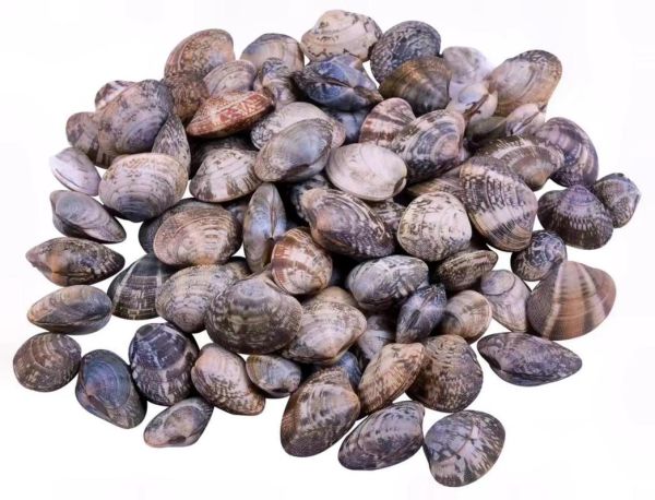 蚬子是花甲吗_蚬子和花甲的区别-第3张图片-山城妙识