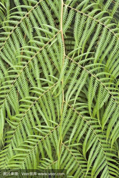 孜然树长什么样子_孜然树图片真实形态-第1张图片-山城妙识