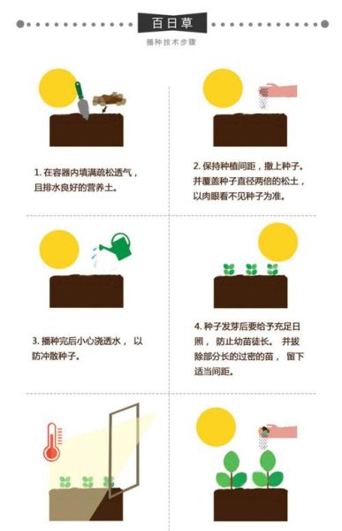 百日草种子怎么种_百日草种子多久发芽-第2张图片-山城妙识
